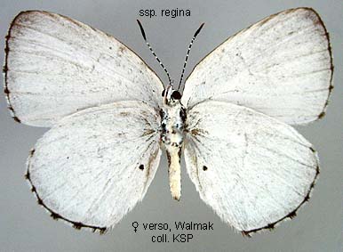 Papua Insects Foundation (Lepidoptera/Lycaenidae/Lycaeninae(Philiris ...